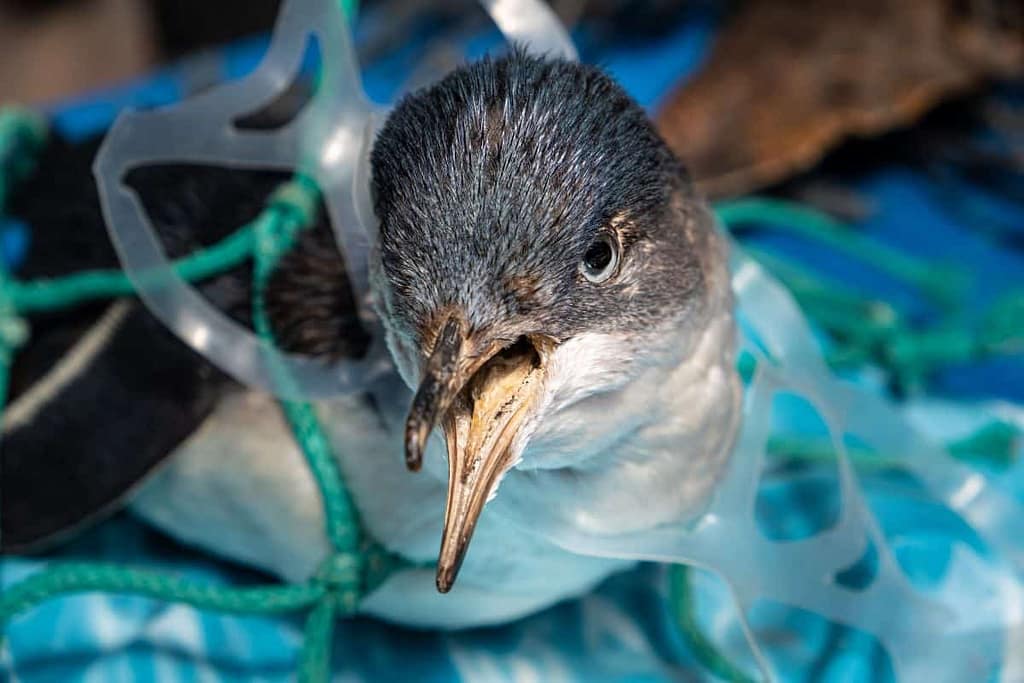 Why Go Plastic Free? - Simply Plastic Free